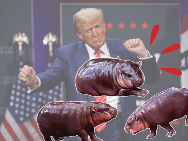 Who Knew The Internet's Favourite Hippo Moo Deng Would Predict Trump's ...